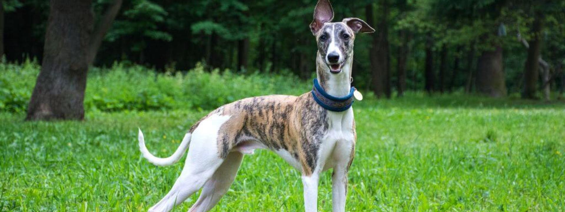 The Guide to Understanding Greyhounds The Guide to Understanding Greyhounds